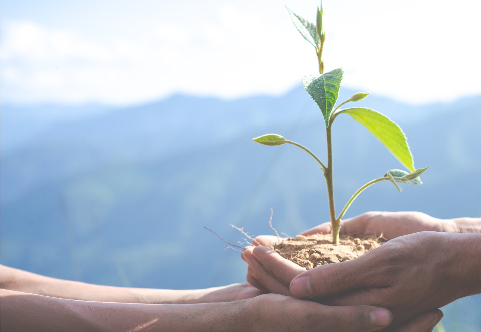 Exploring Eco-Friendly Oil Options for Drivers - Gulf Western Oil